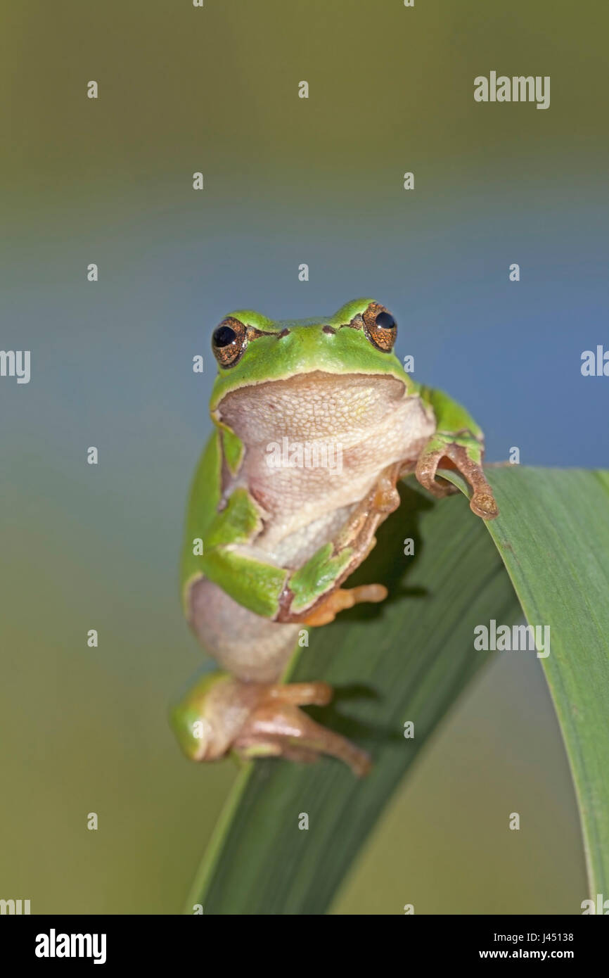 Reed frogs hi-res stock photography and images - Alamy