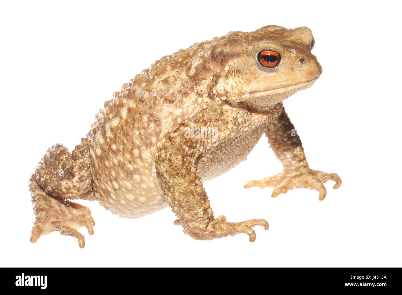 Spiny Toad photographed on a white background Stock Photo - Alamy