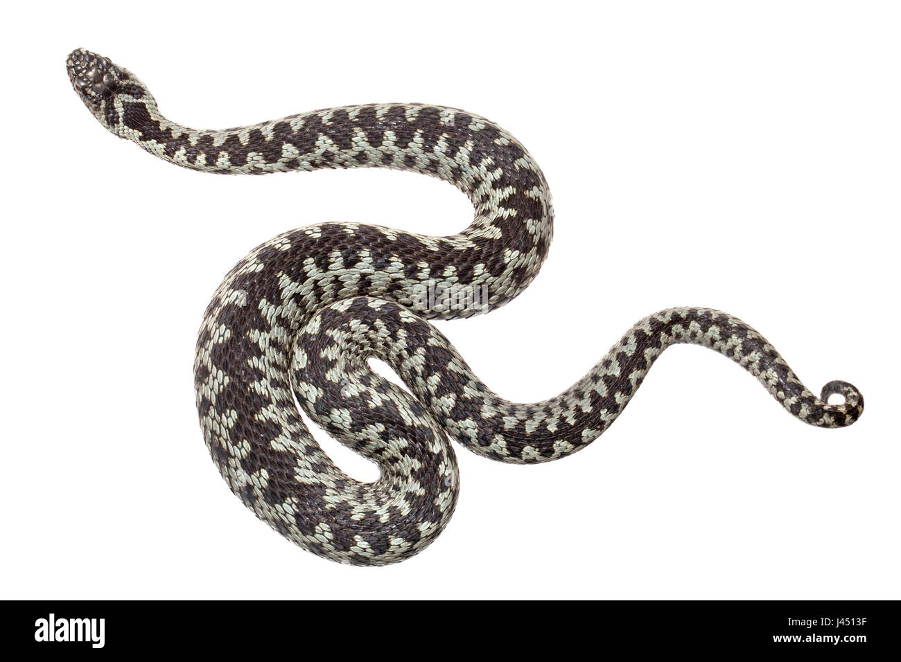 photo of a male common viper against a white background Stock Photo - Alamy