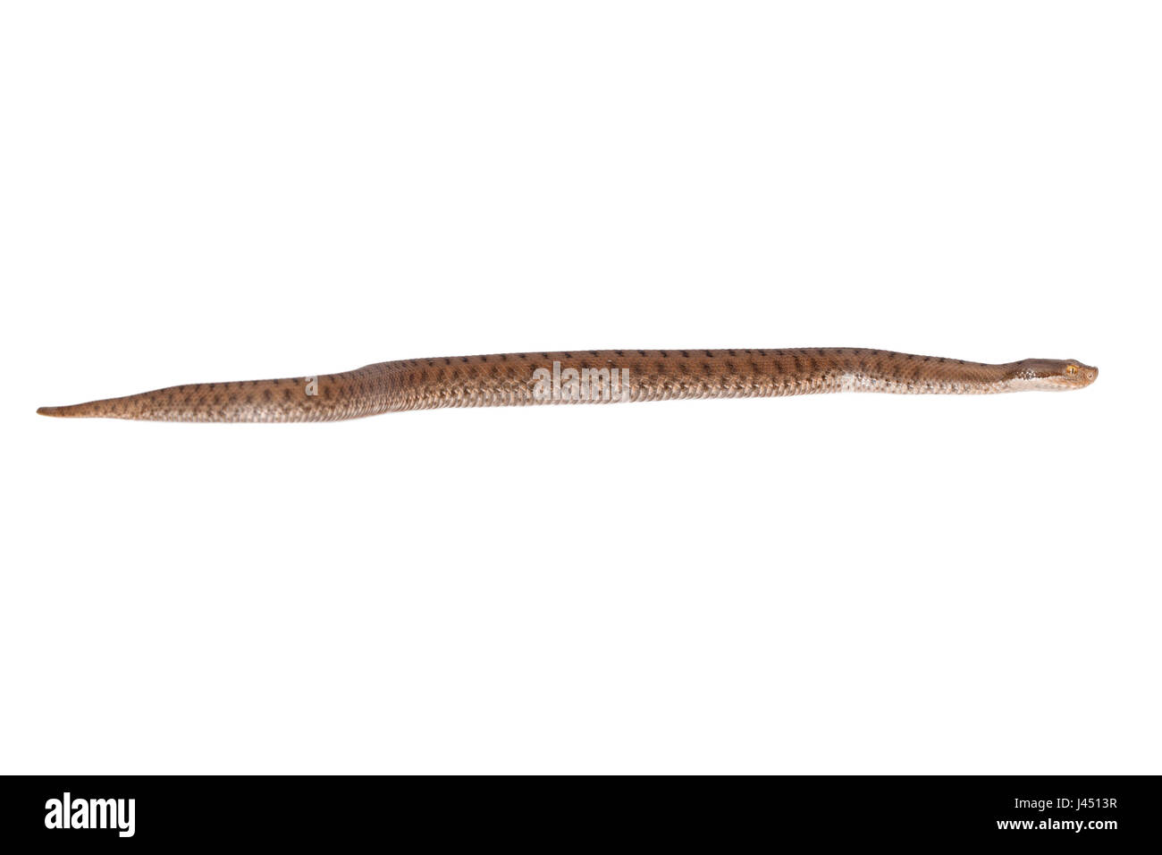 White asp hi-res stock photography and images - Alamy