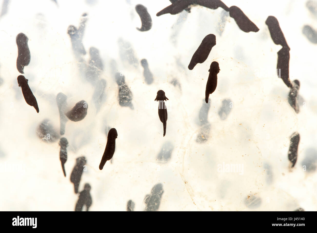 metamorphoses of common frog from spawn to frog photo 3/12 - hatched ...