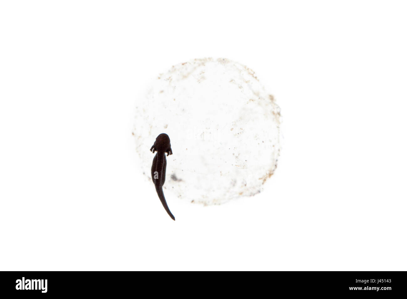 Egg to tadpole Cut Out Stock Images & Pictures - Alamy