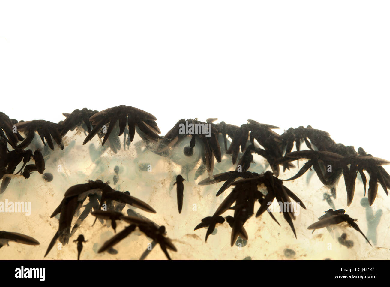 Tadpole common frog close up hi-res stock photography and images - Alamy