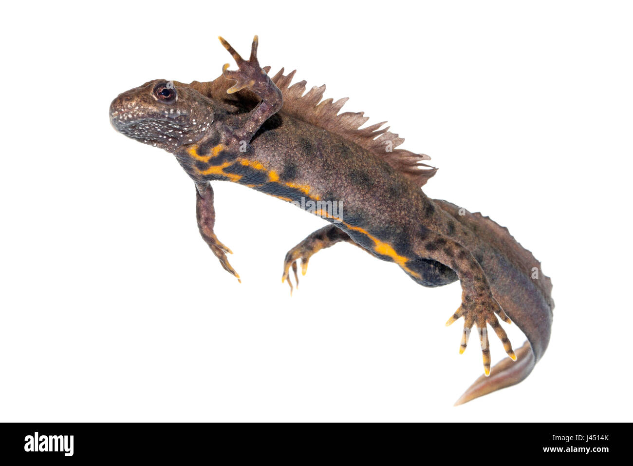 Male Italian crested newt photographed on a white background Stock ...
