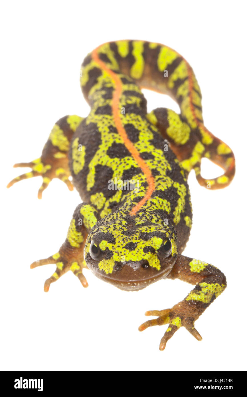 Marbled newt photographed on a white background Stock Photo - Alamy