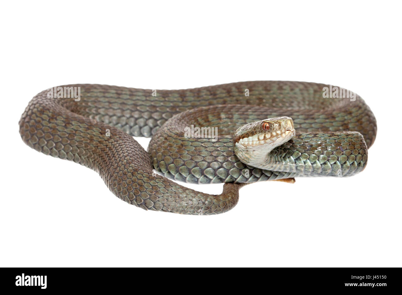 photo of a female comon viper against a white background Stock Photo ...