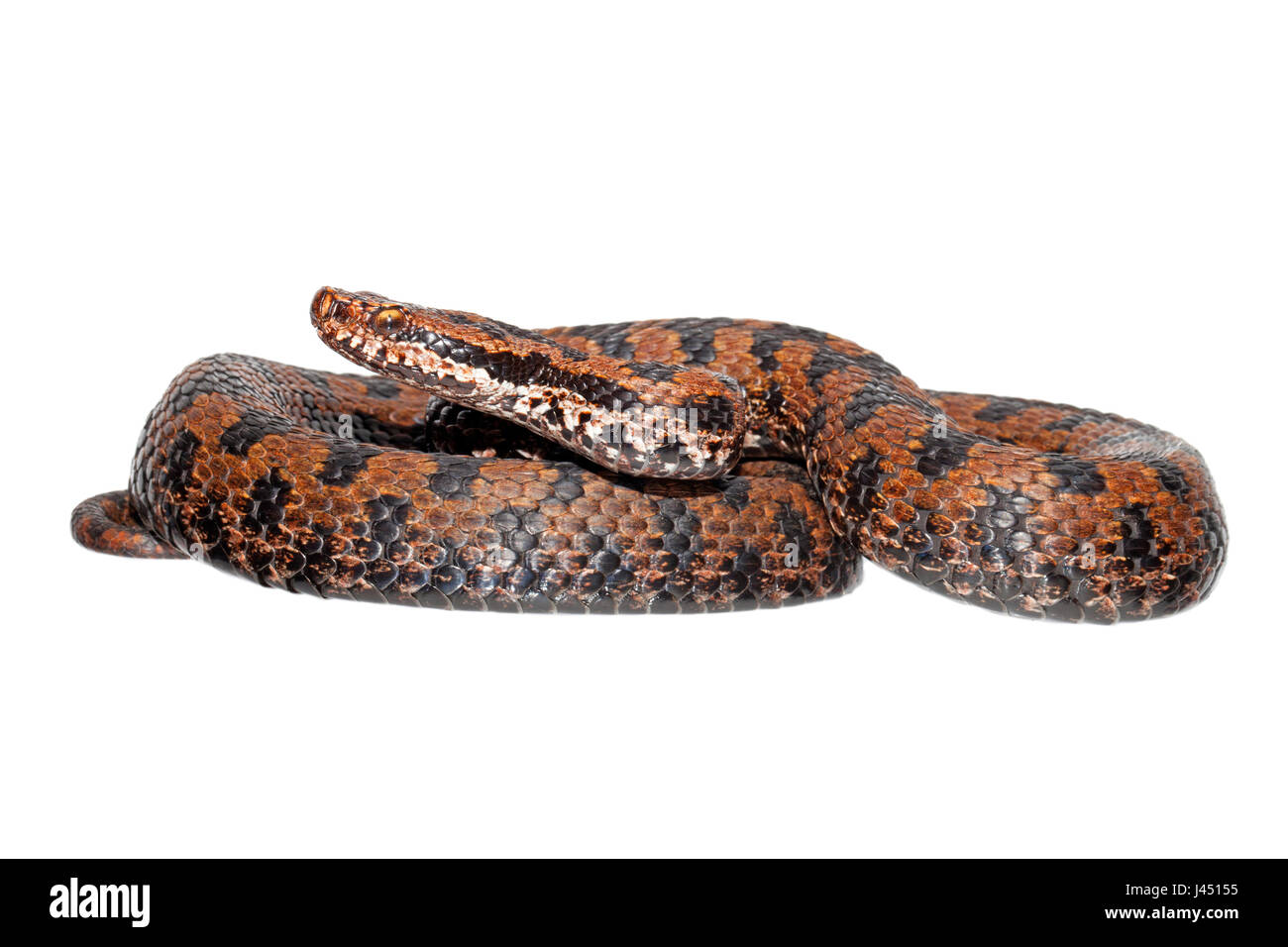 photo of a asp viper against a white background Stock Photo - Alamy