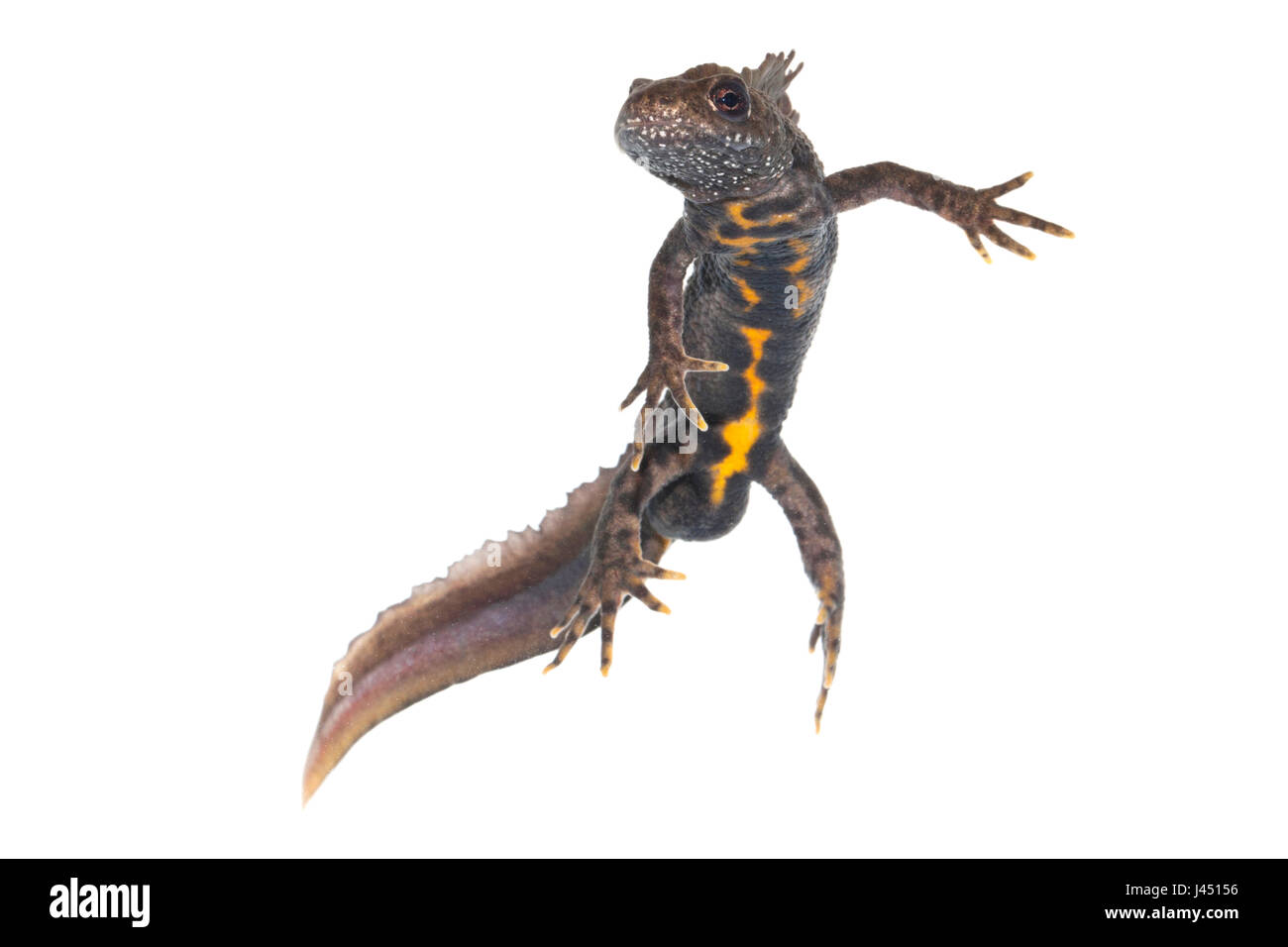 Male Italian crested newt photographed on a white background Stock ...