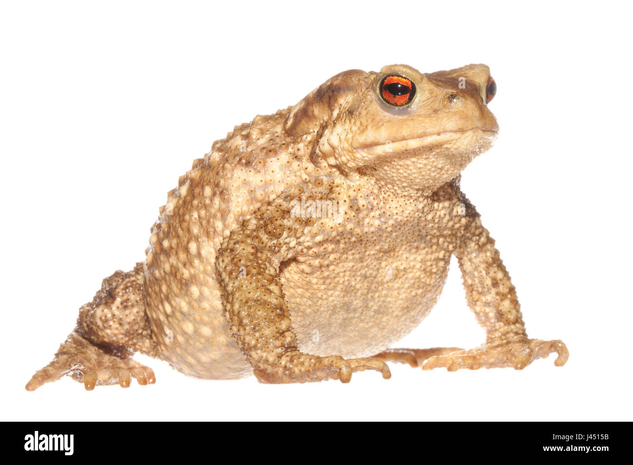 Photographed on a hi-res stock photography and images - Alamy