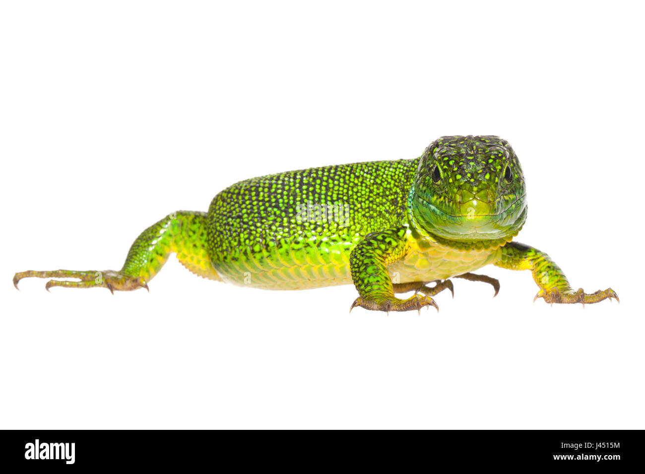 Male Western green lizard photographed on a white background Stock ...
