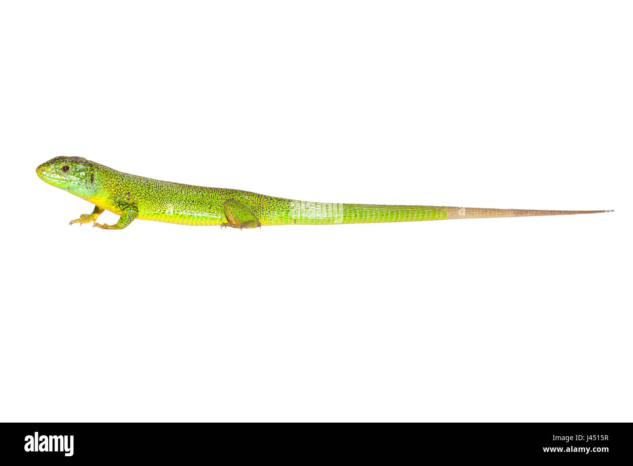 Male Western green lizard photographed on a white background Stock ...