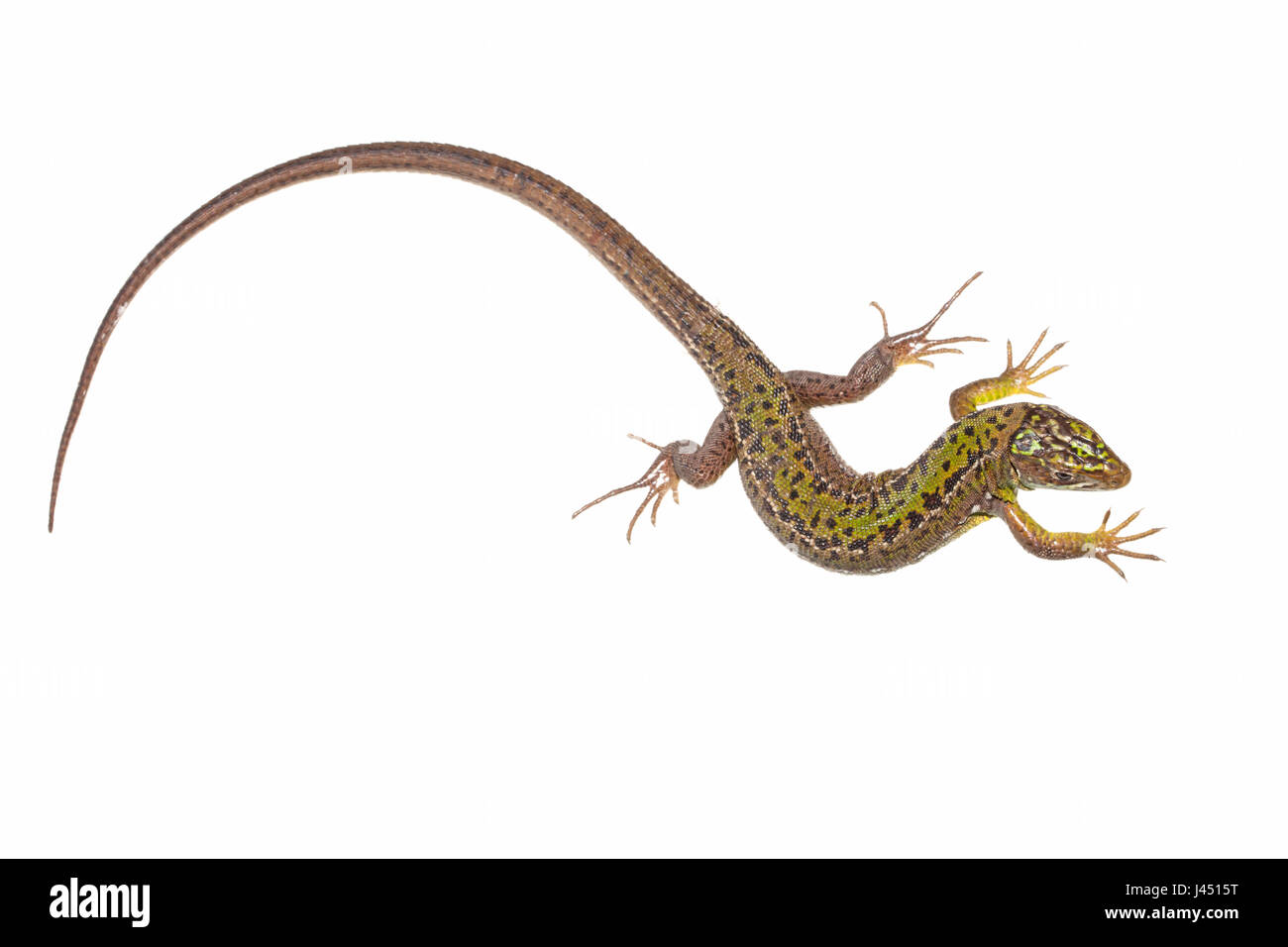 Female Western green lizard photographed on a white background Stock ...