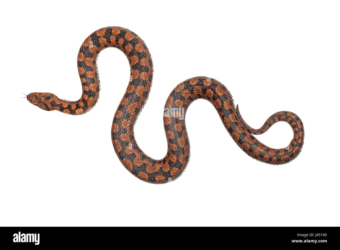 photo of a asp viper against a white background Stock Photo - Alamy