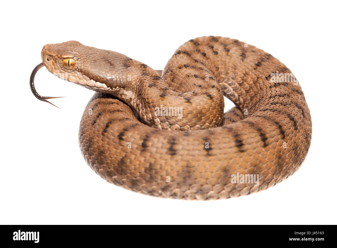 photo of a asp viper against a white background Stock Photo - Alamy