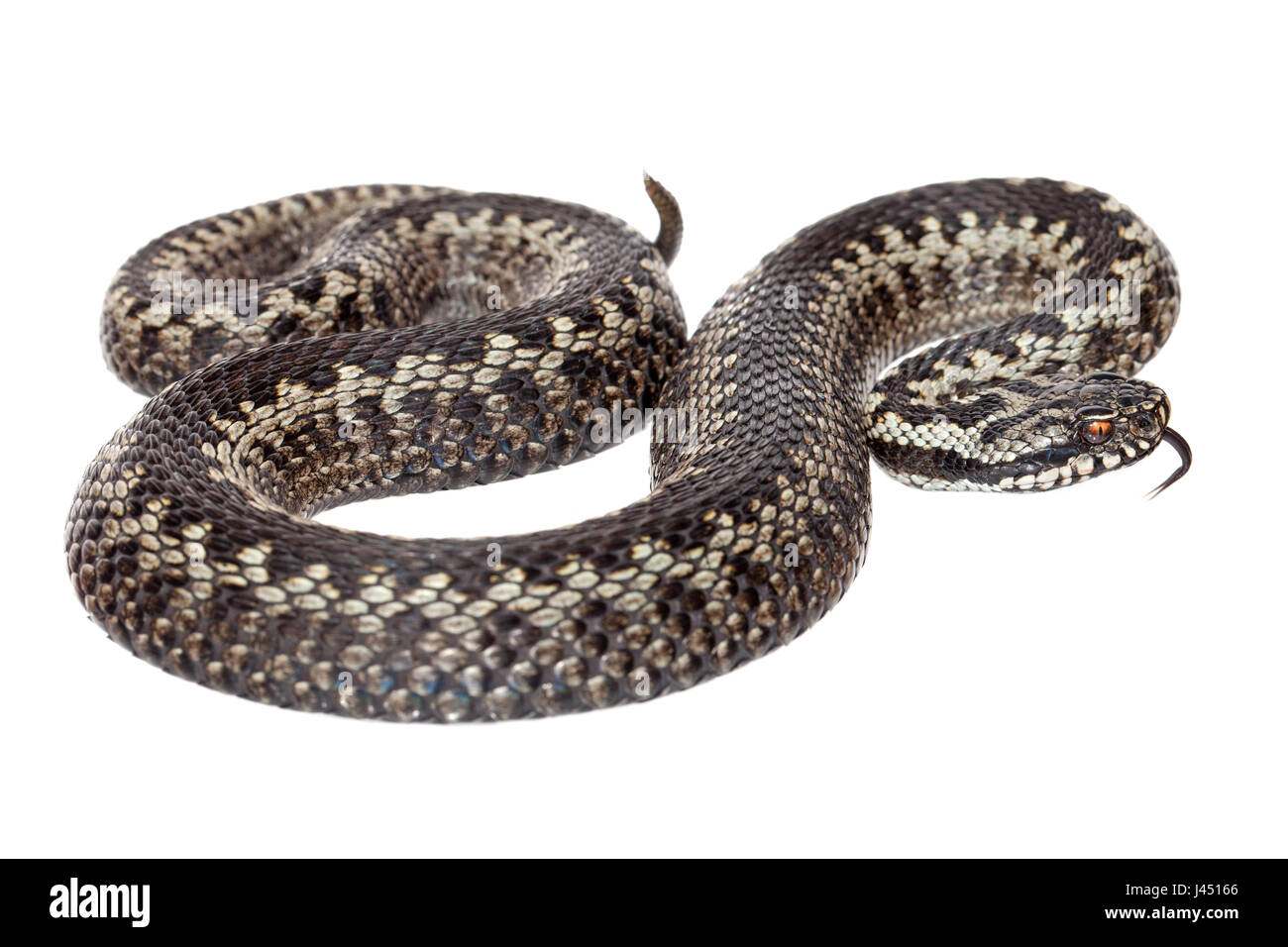 photo of a male common viper against a white background Stock Photo - Alamy