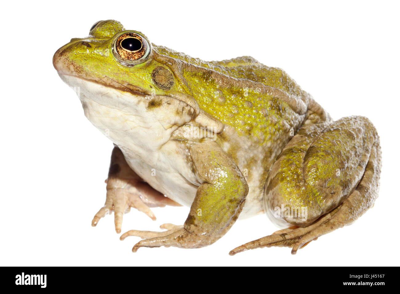 Marsh frog photographed on a white background Stock Photo - Alamy