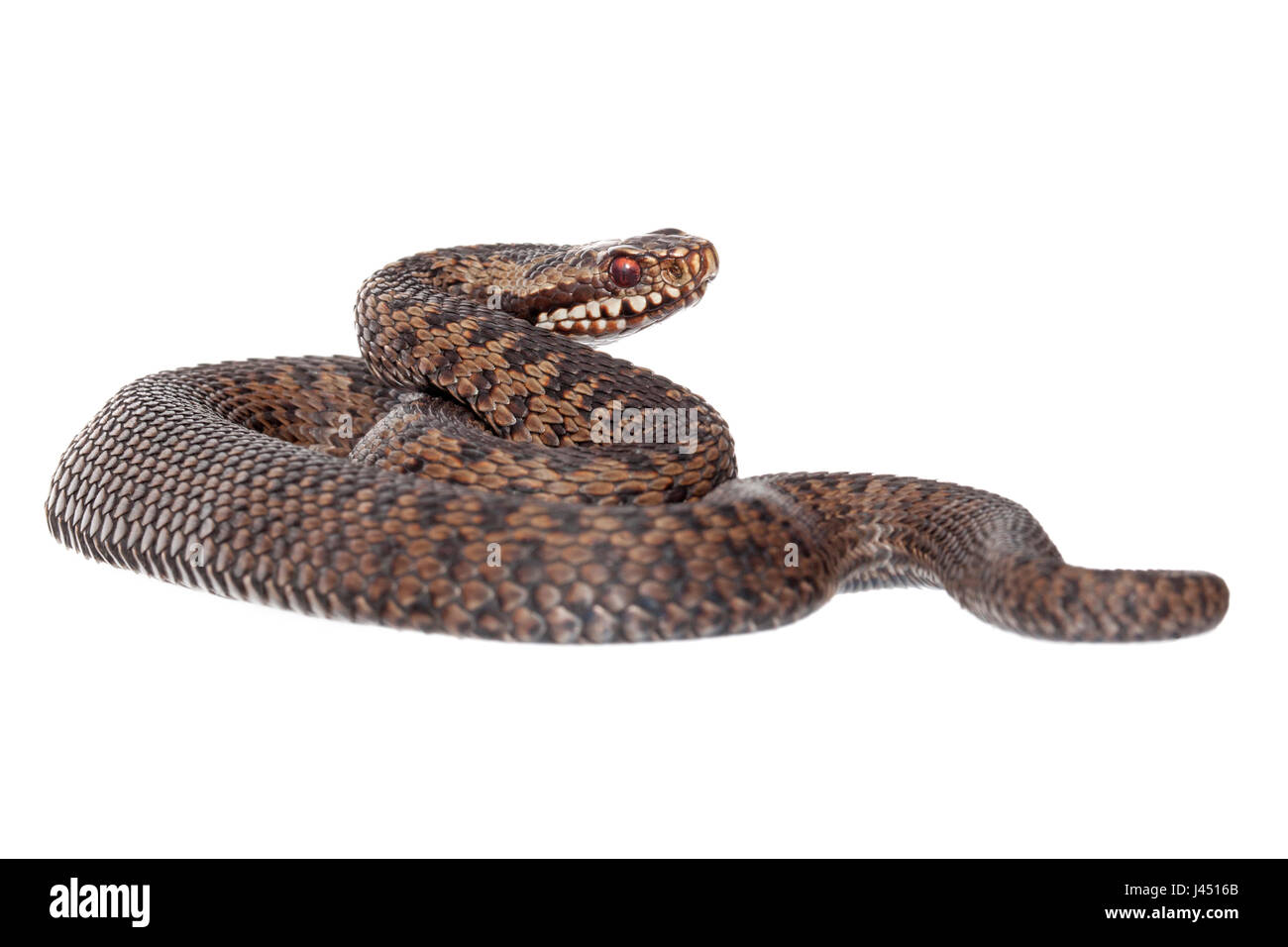 Baby viper snake hi-res stock photography and images - Alamy