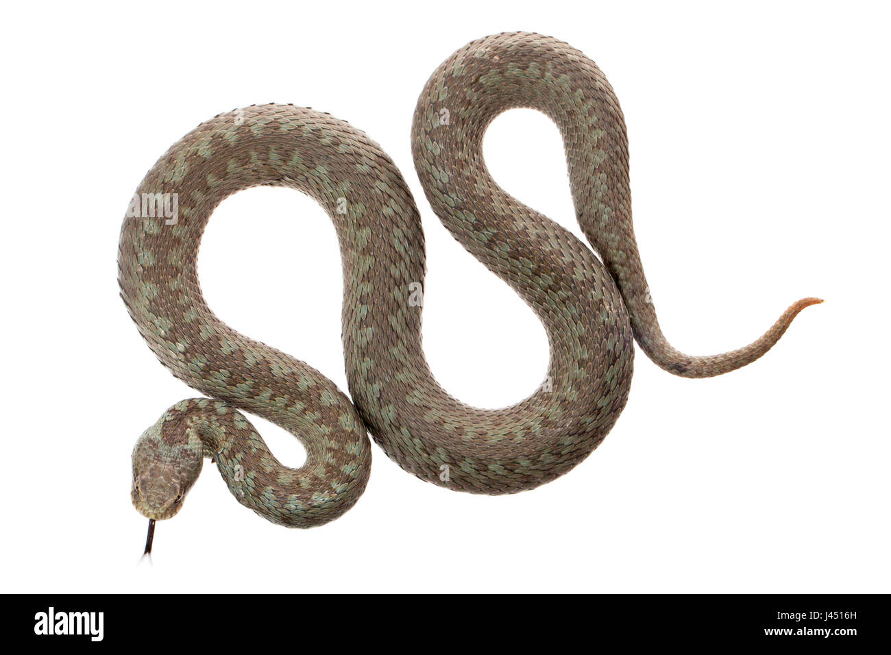 photo of a female comon viper against a white background Stock Photo ...
