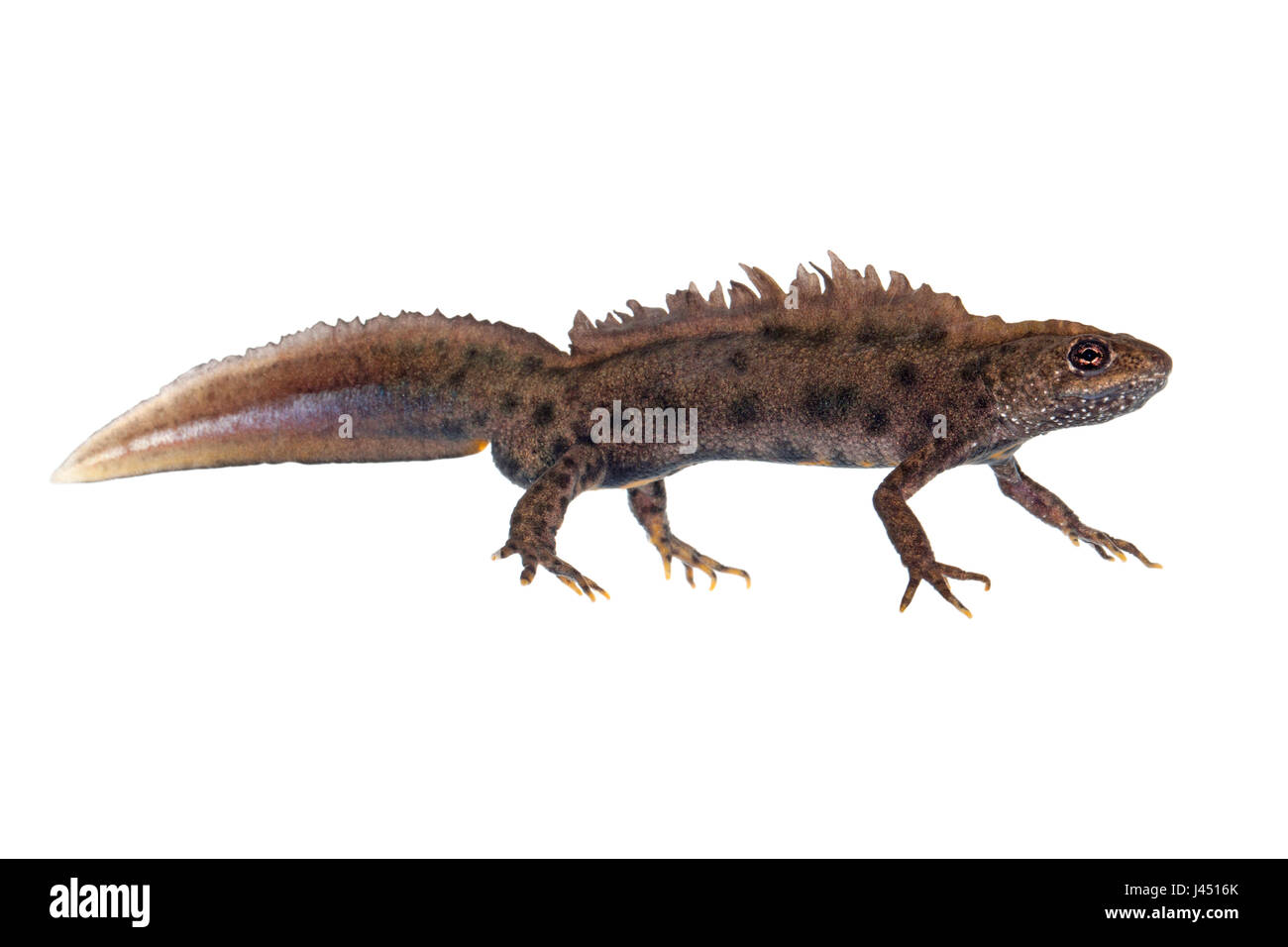 Male Italian crested newt photographed on a white background Stock ...