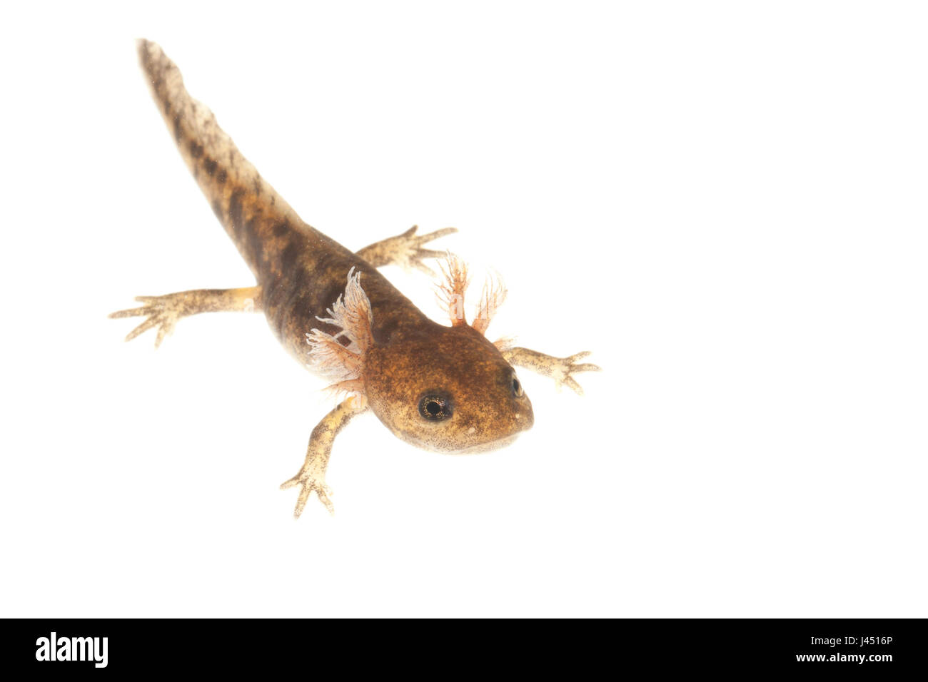 larva of fire salamander photographed on a white background Stock Photo ...