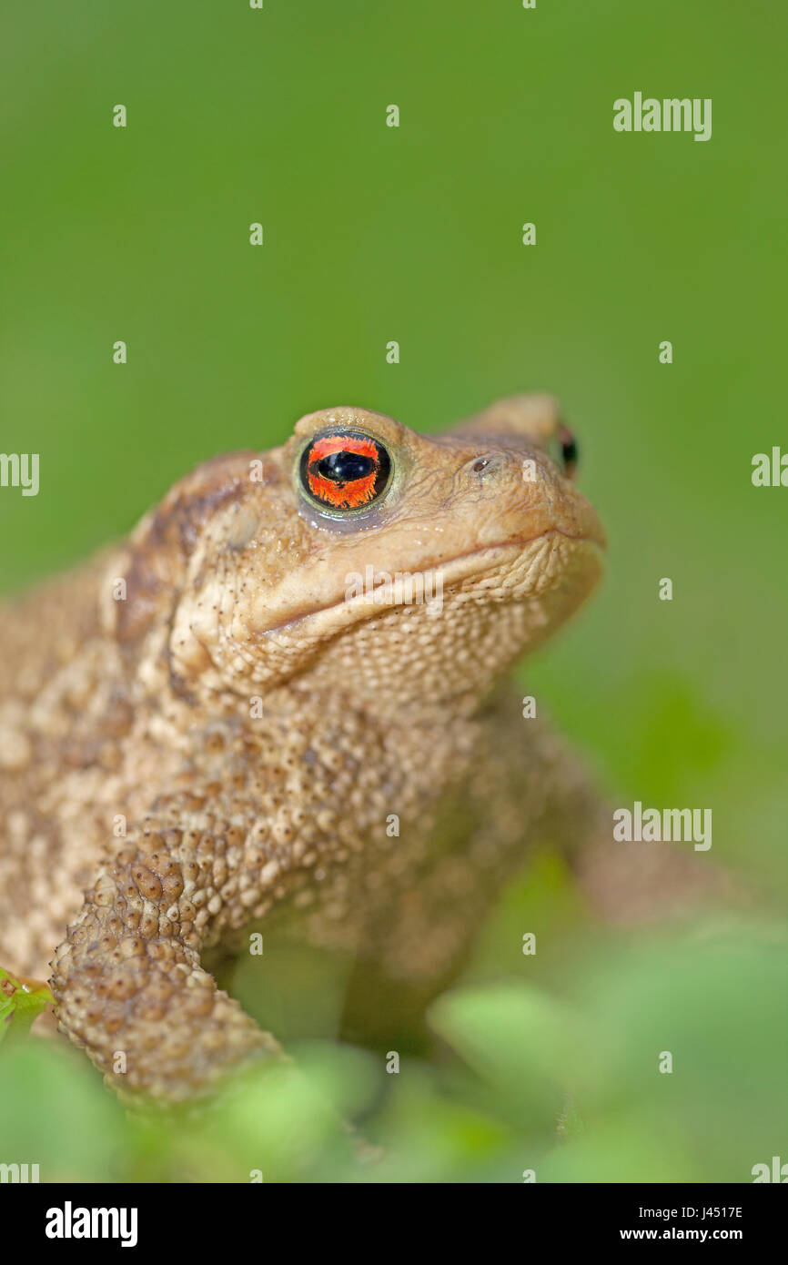 Spiny toad hi-res stock photography and images - Alamy