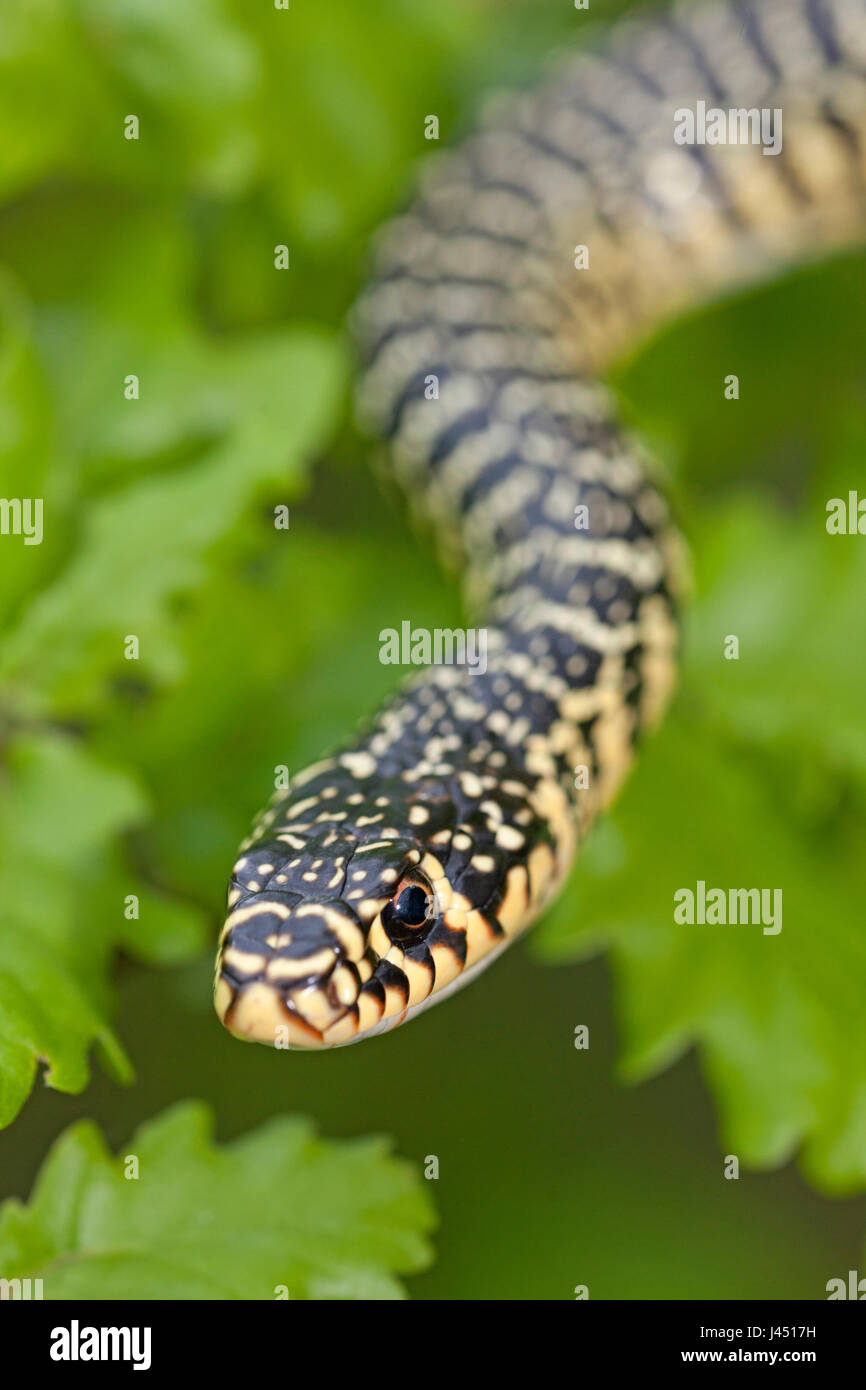 Standing snake hi-res stock photography and images - Alamy