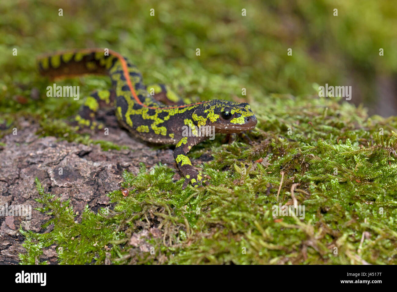 Marbled newt on moss on a tree trunk Stock Photo - Alamy