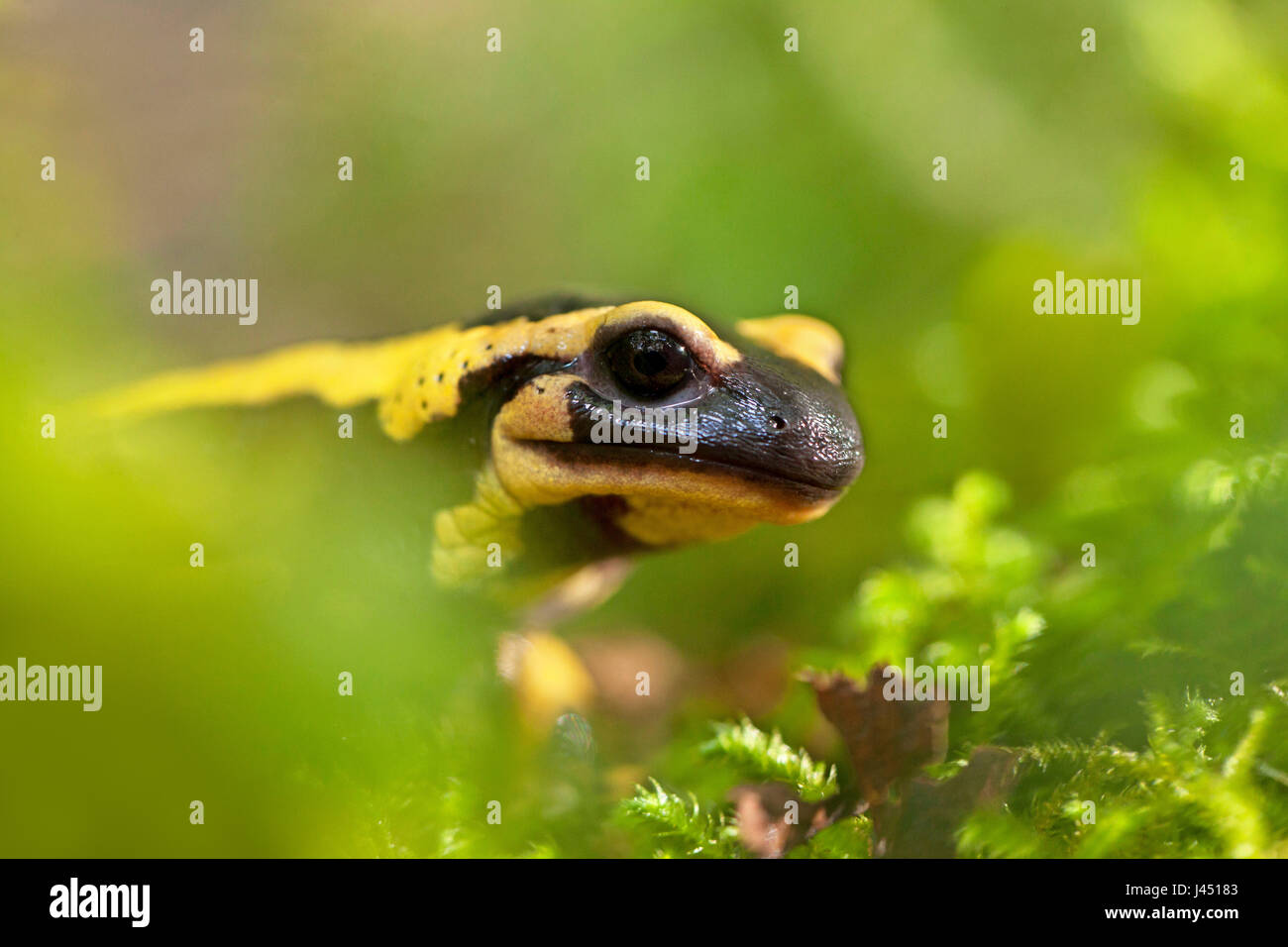 portrait of a fire salamander Stock Photo - Alamy