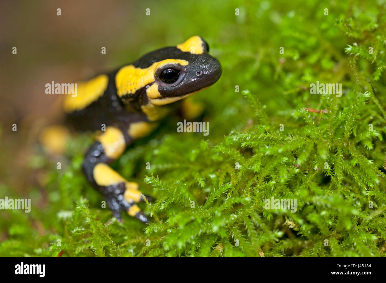 Fire salamander salamandra salamandra red hi-res stock photography and ...