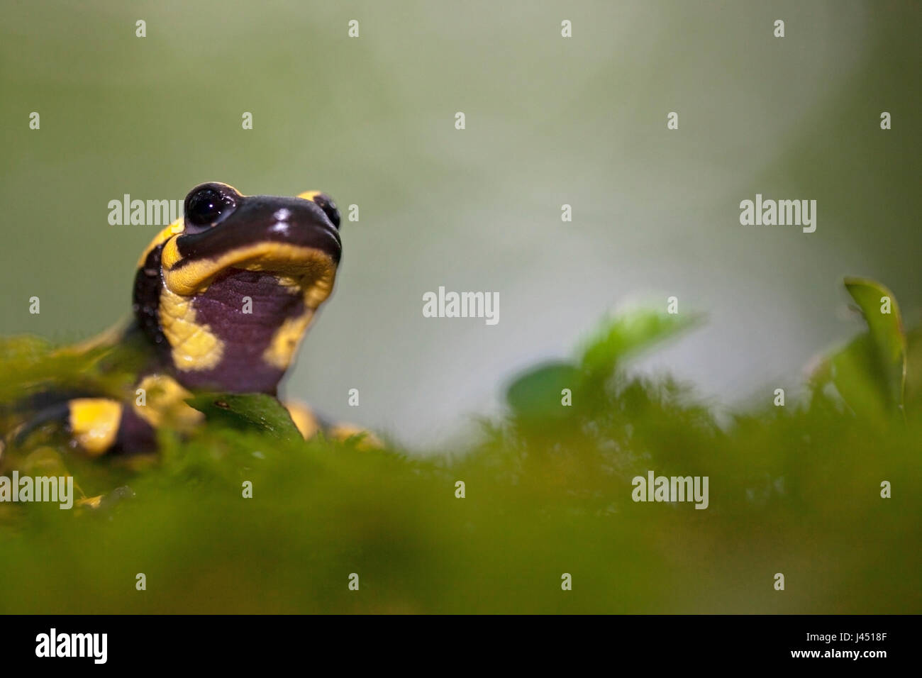 Fire salamander salamandra salamandra red hi-res stock photography and ...