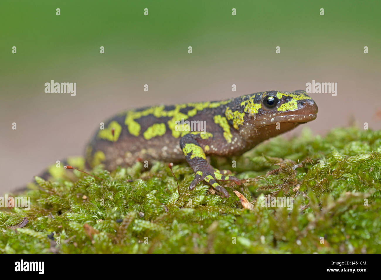 Marbled newt on moss on a tree trunk Stock Photo - Alamy