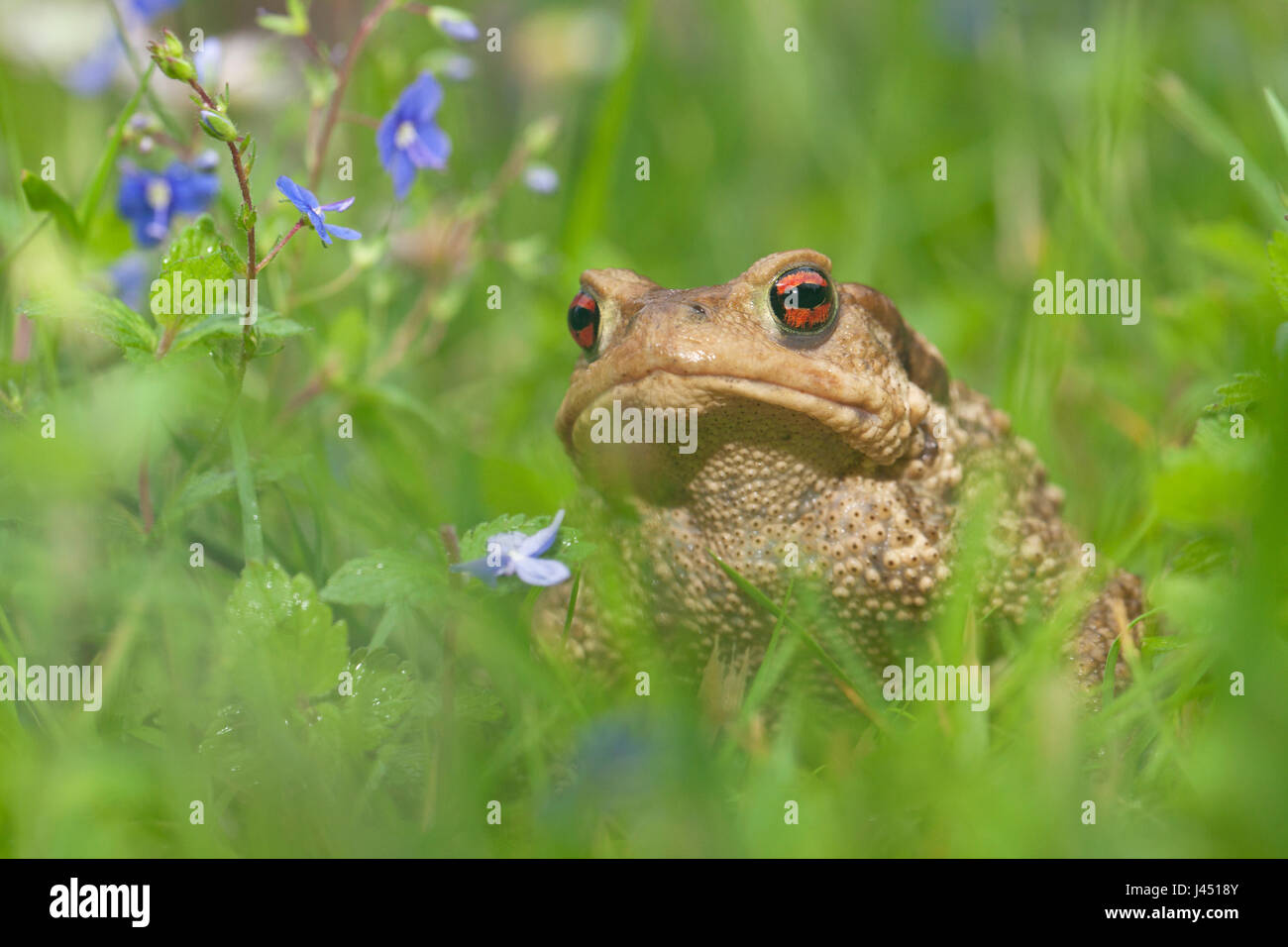 Spiny grass hi-res stock photography and images - Alamy
