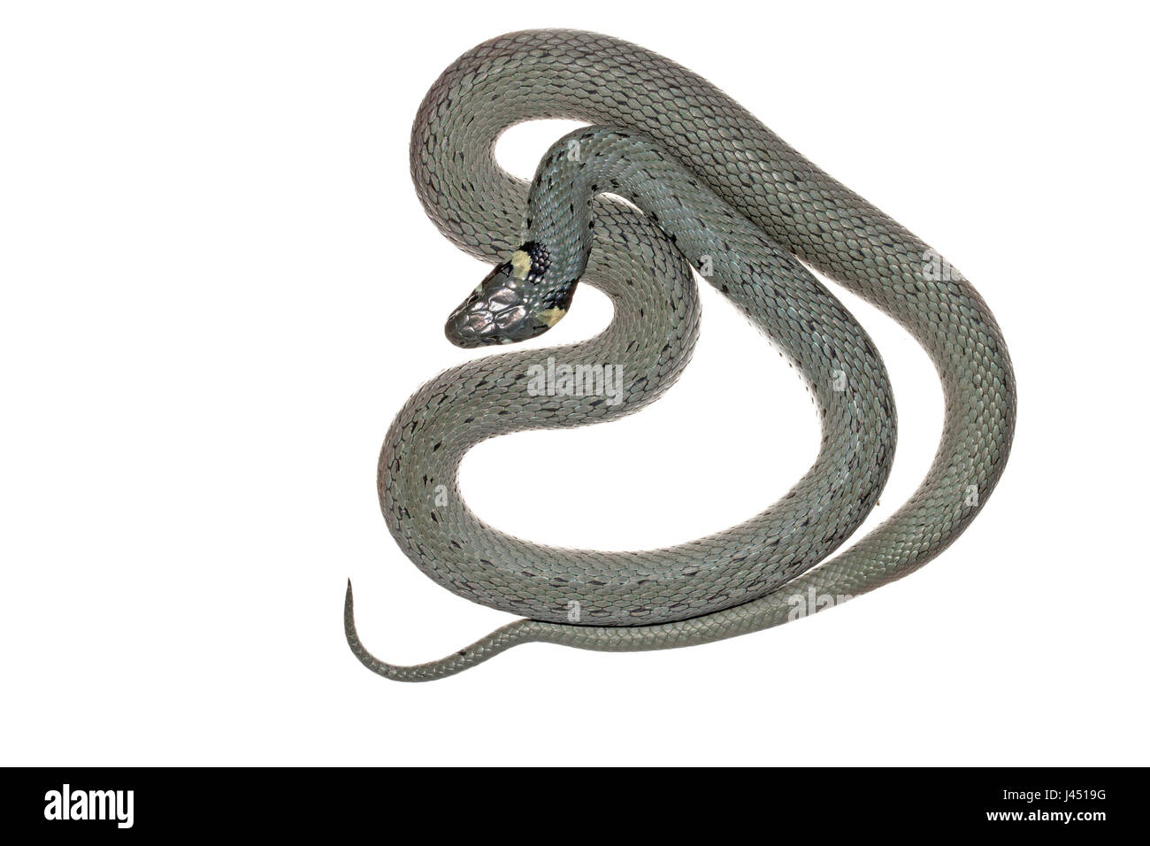 Snake on white background hi-res stock photography and images - Alamy
