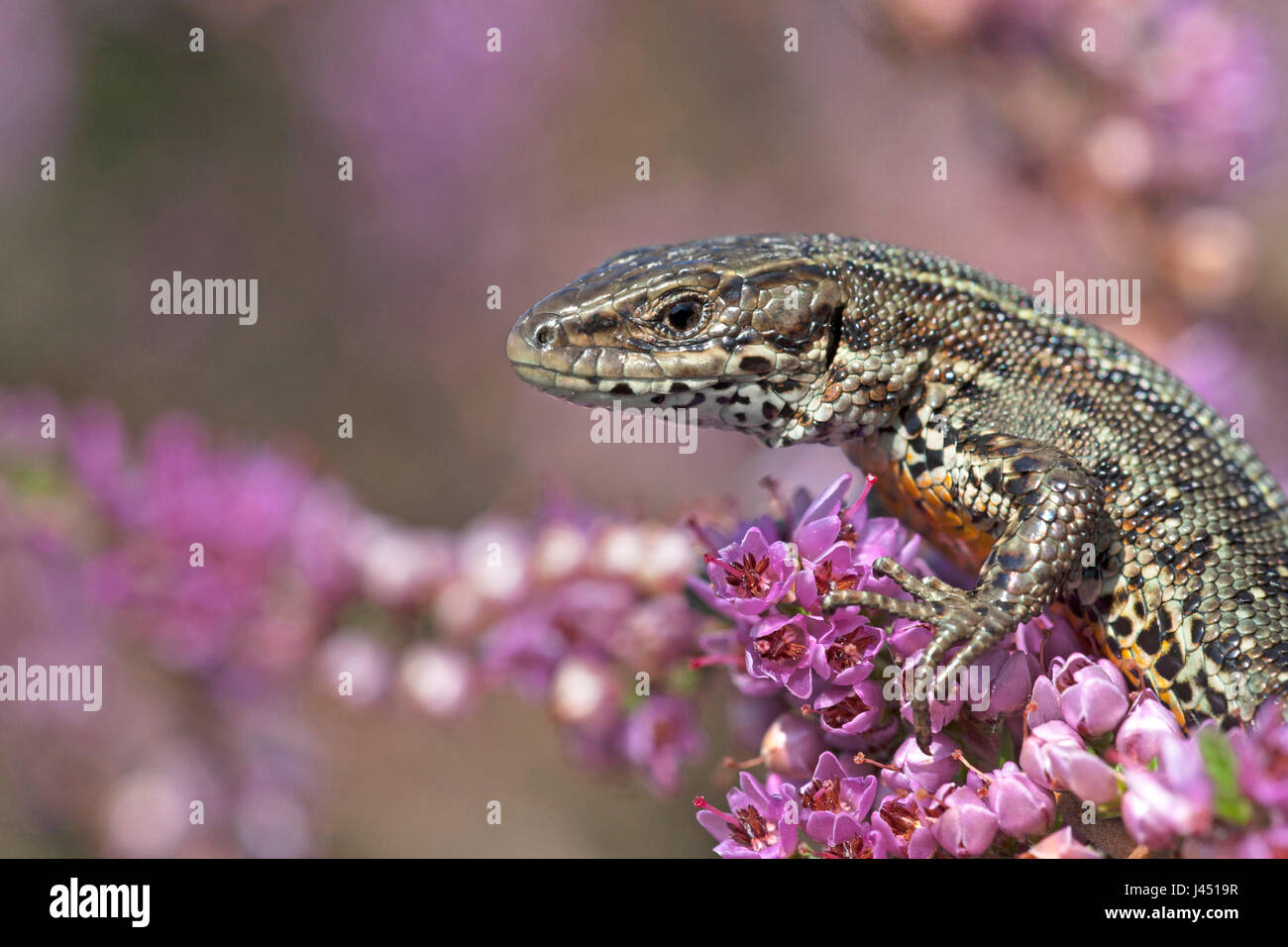 Purple lizard hi-res stock photography and images - Alamy