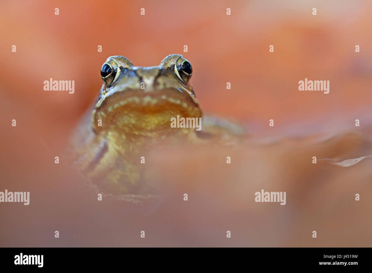 common frog between autumn leaves Stock Photo - Alamy
