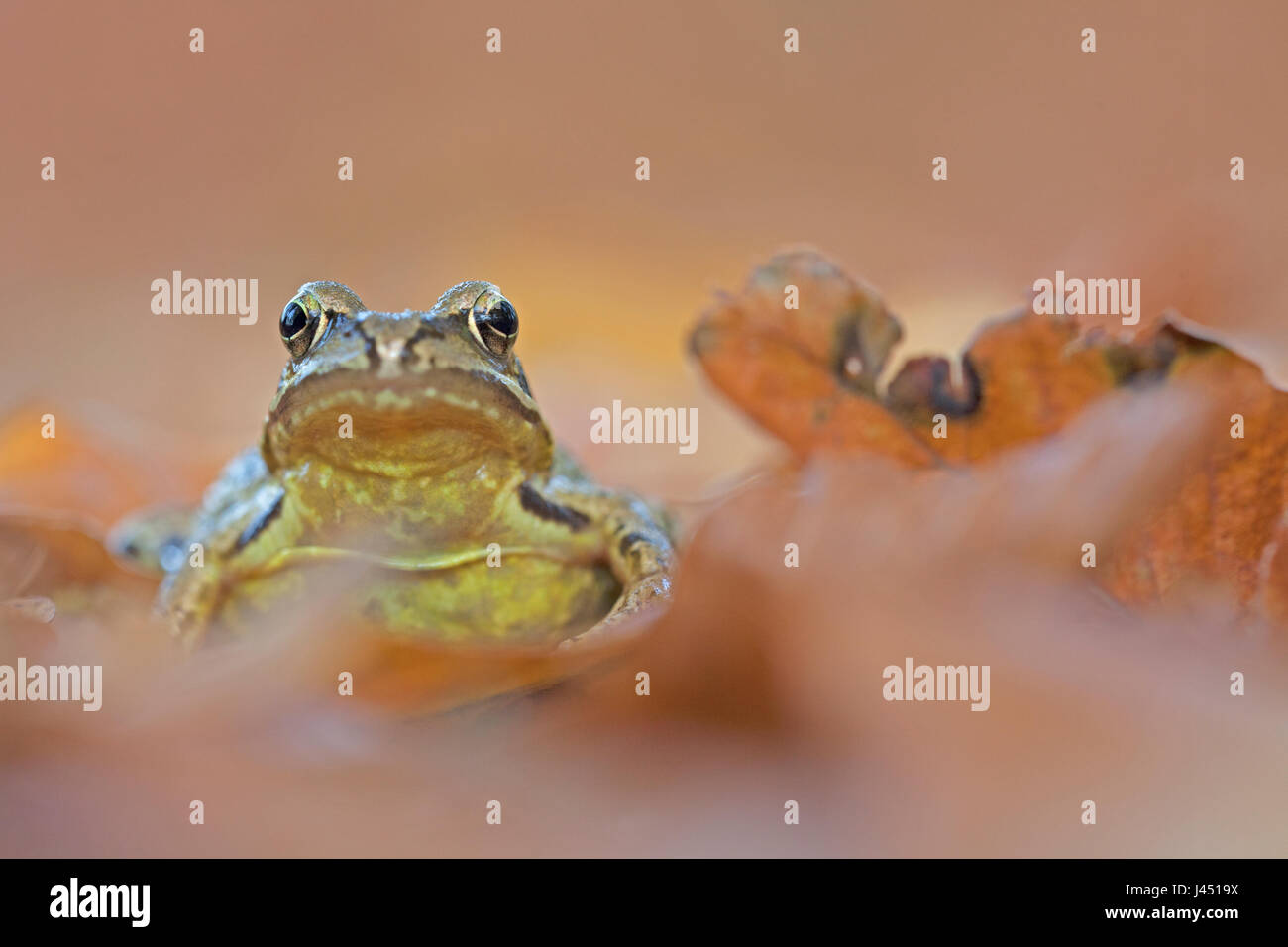 Frog and leaves hi-res stock photography and images - Alamy
