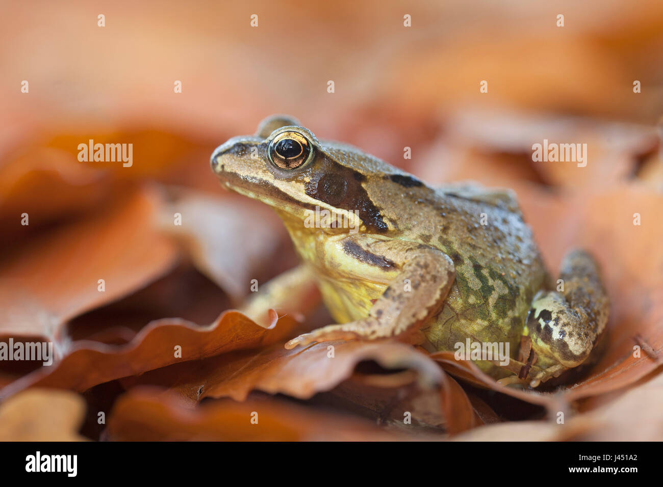 common frog between autumn leaves Stock Photo - Alamy