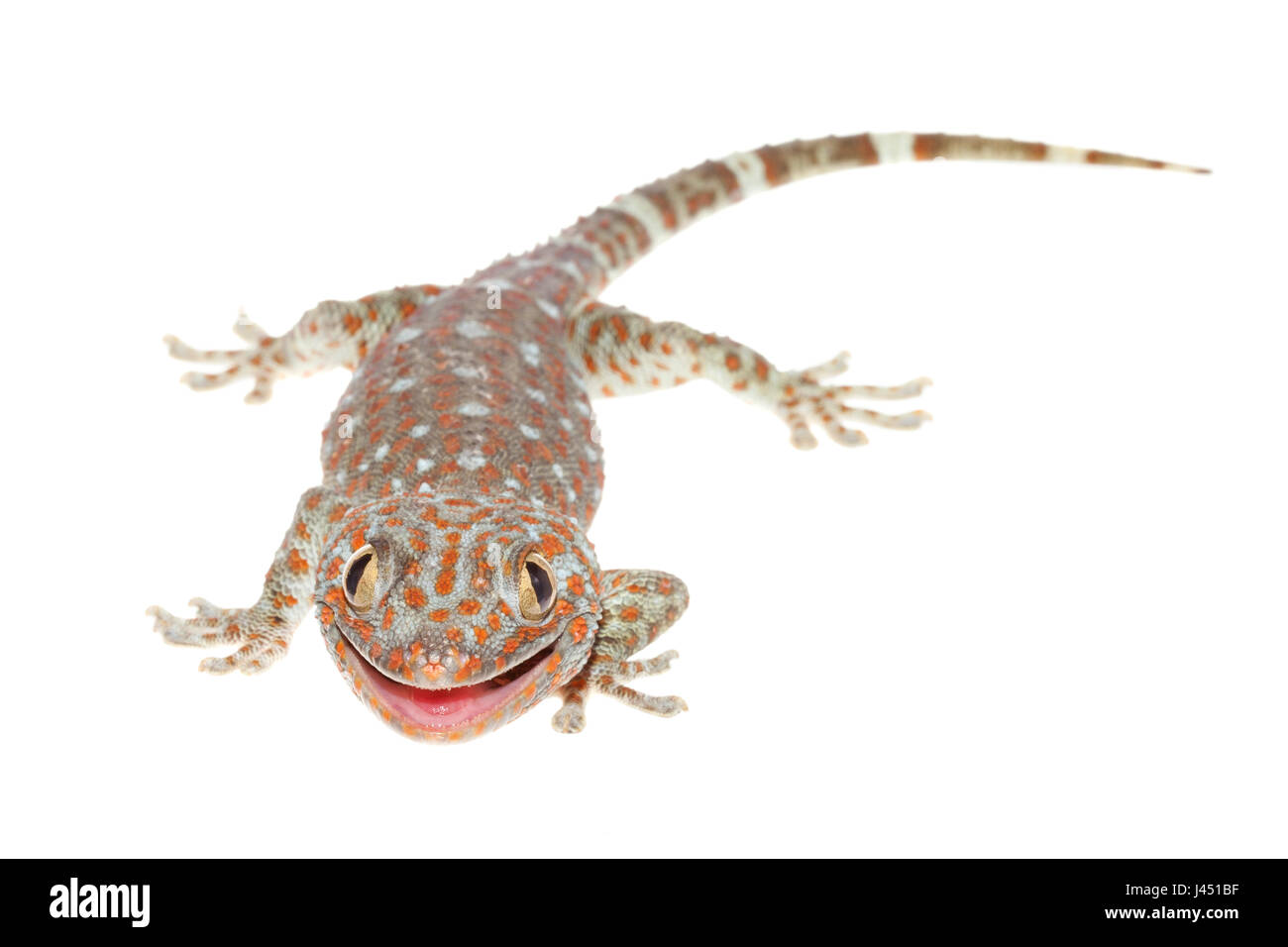 Tokeh isolated against a white background Stock Photo - Alamy