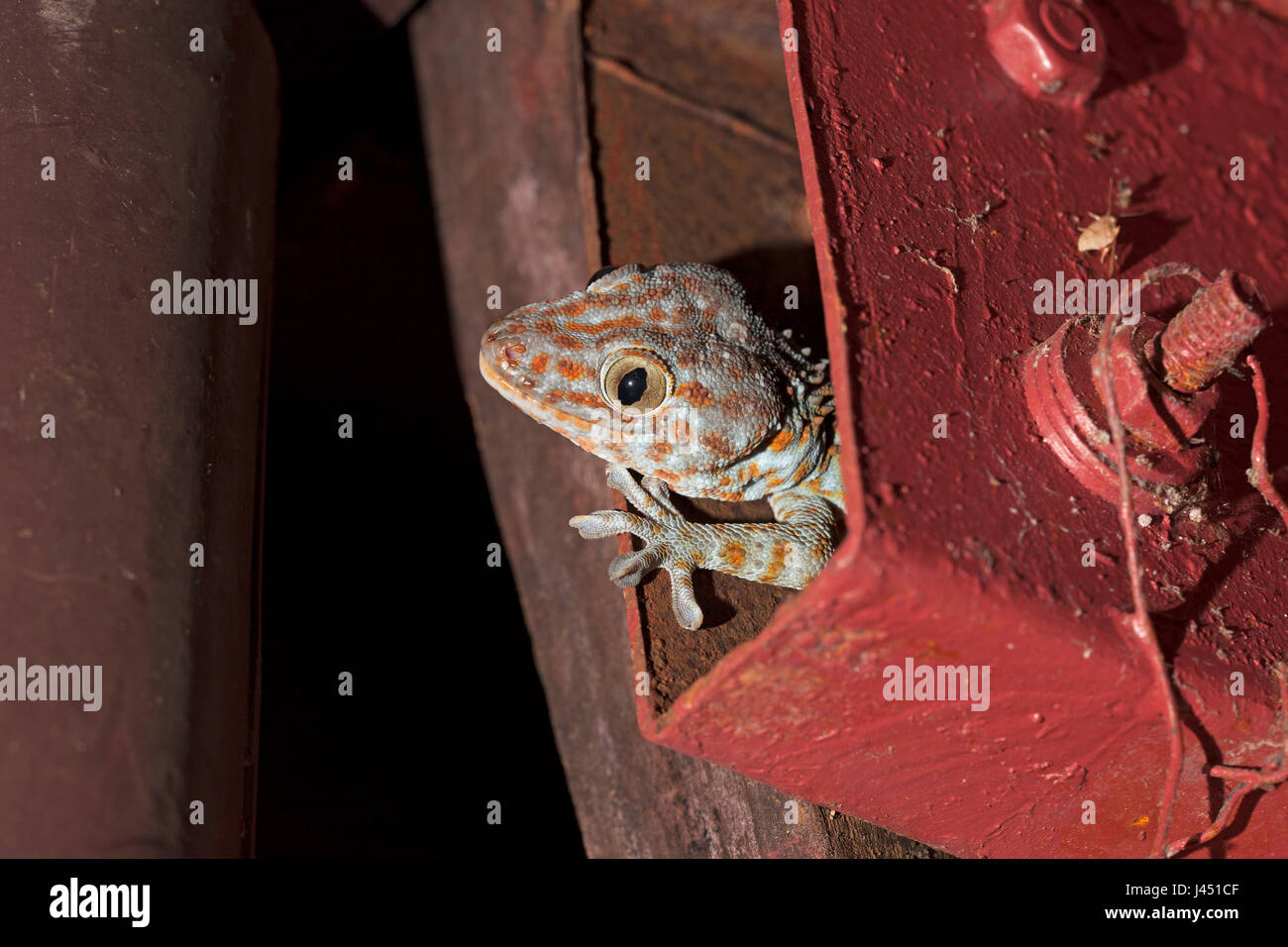 Tokeh gecko hi-res stock photography and images - Alamy