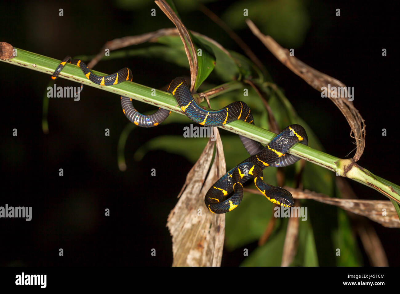 Mangrove cat snake boiga hi-res stock photography and images - Alamy