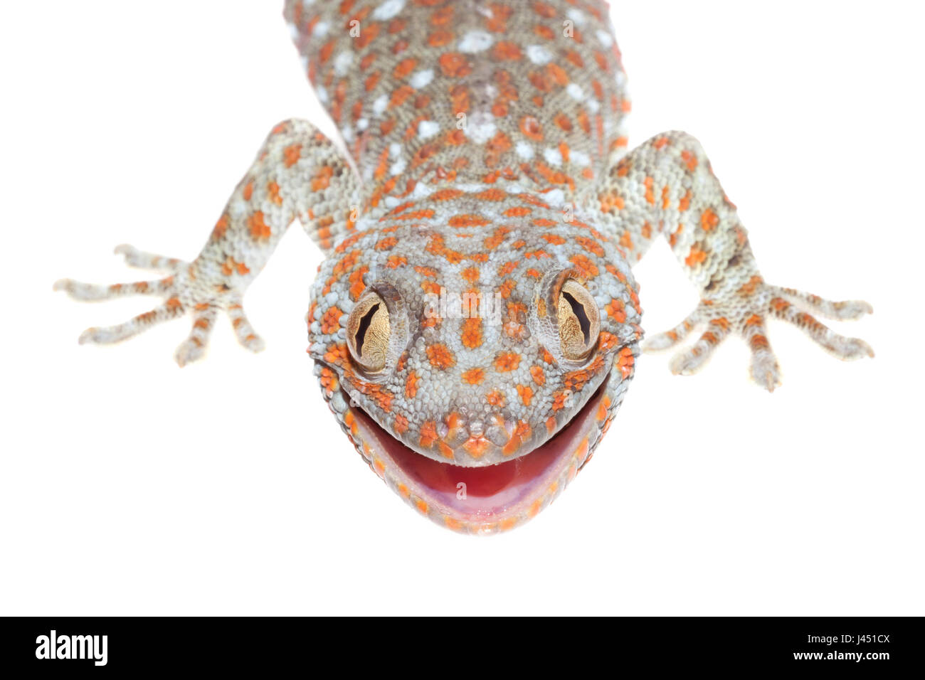 Tokeh isolated against a white background Stock Photo - Alamy