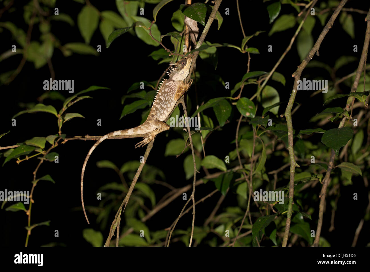 Mountain horned dragon sleeping in tree Stock Photo - Alamy