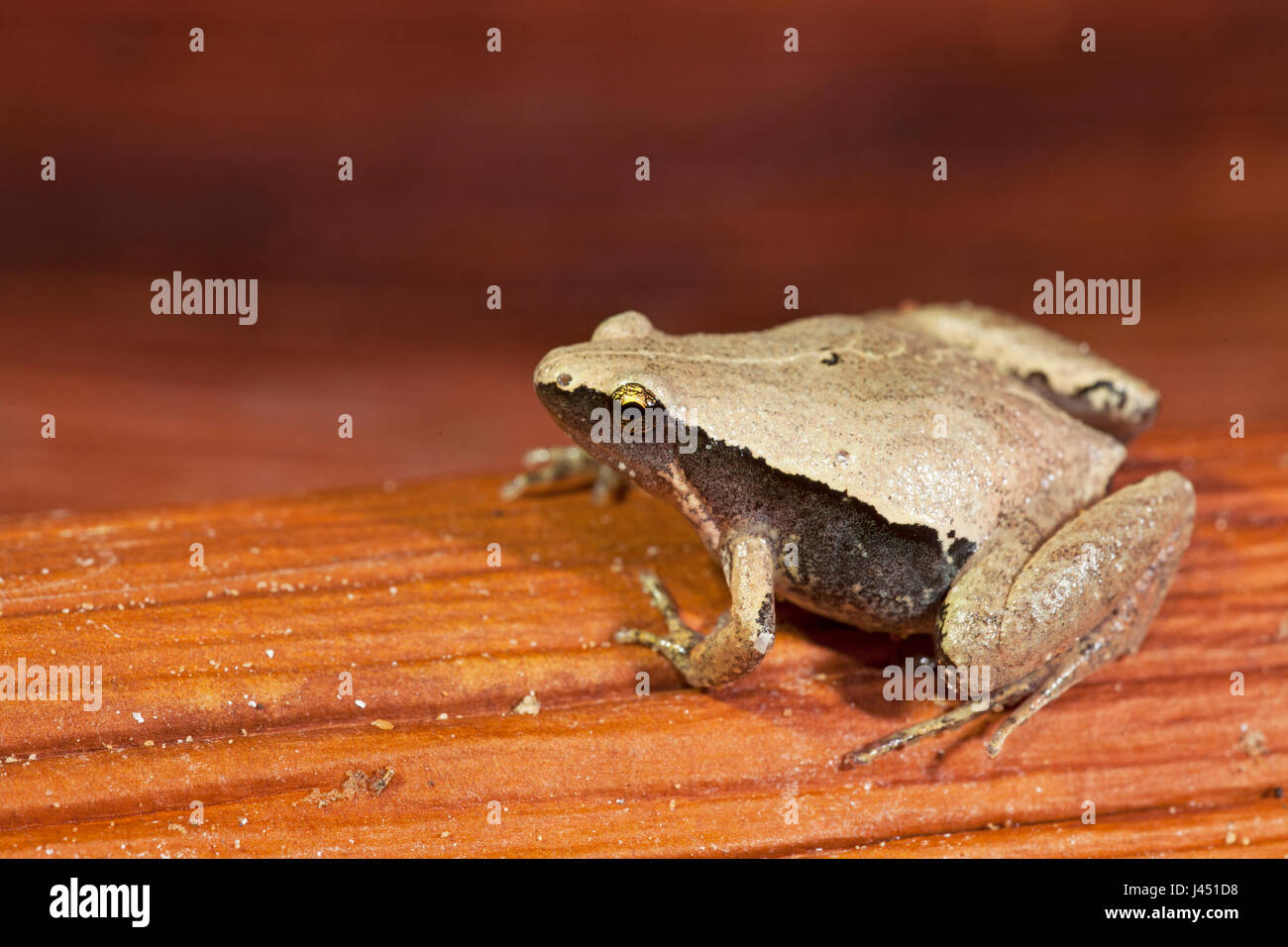 Orange frog hi-res stock photography and images - Alamy
