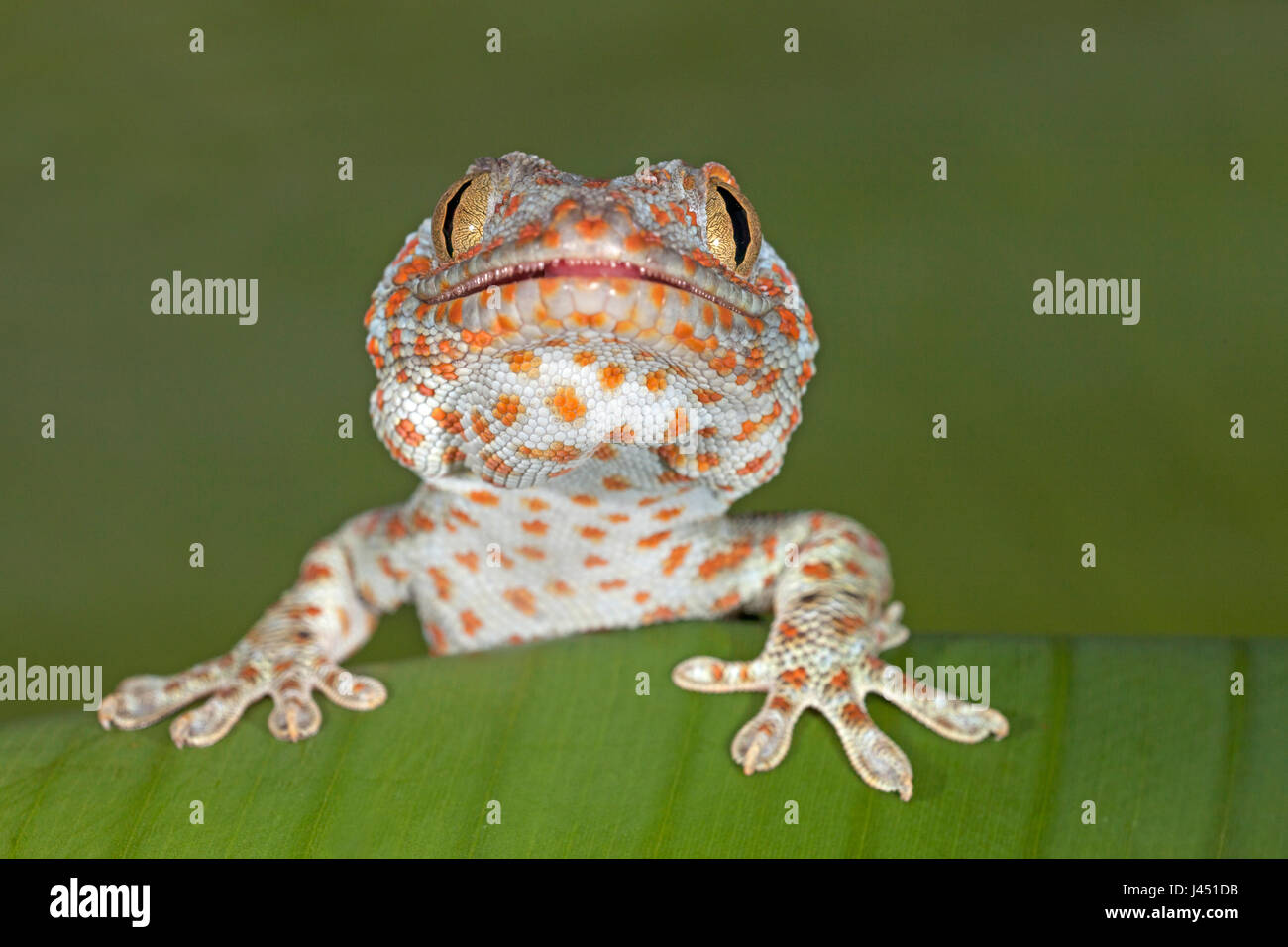 Tokeh gecko hi-res stock photography and images - Alamy