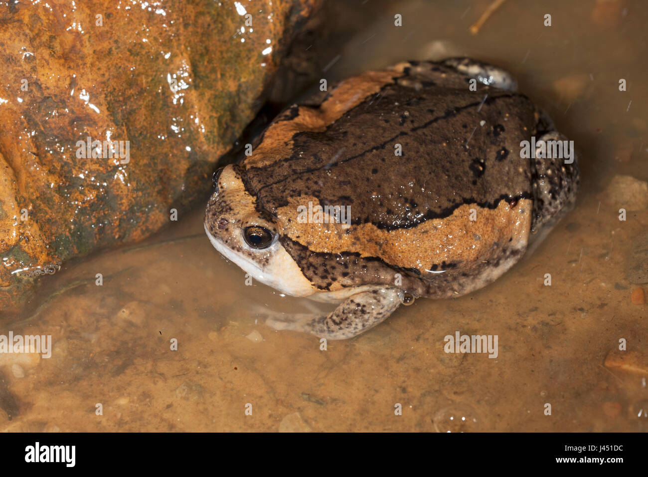 Asian painted frog in the water Stock Photo - Alamy