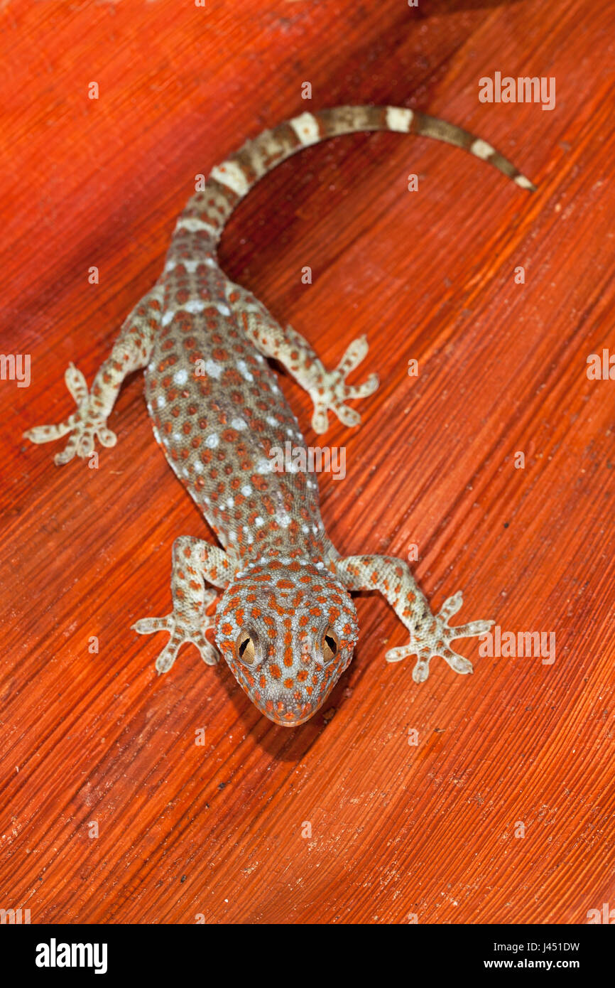 Tokeh gecko hi-res stock photography and images - Alamy
