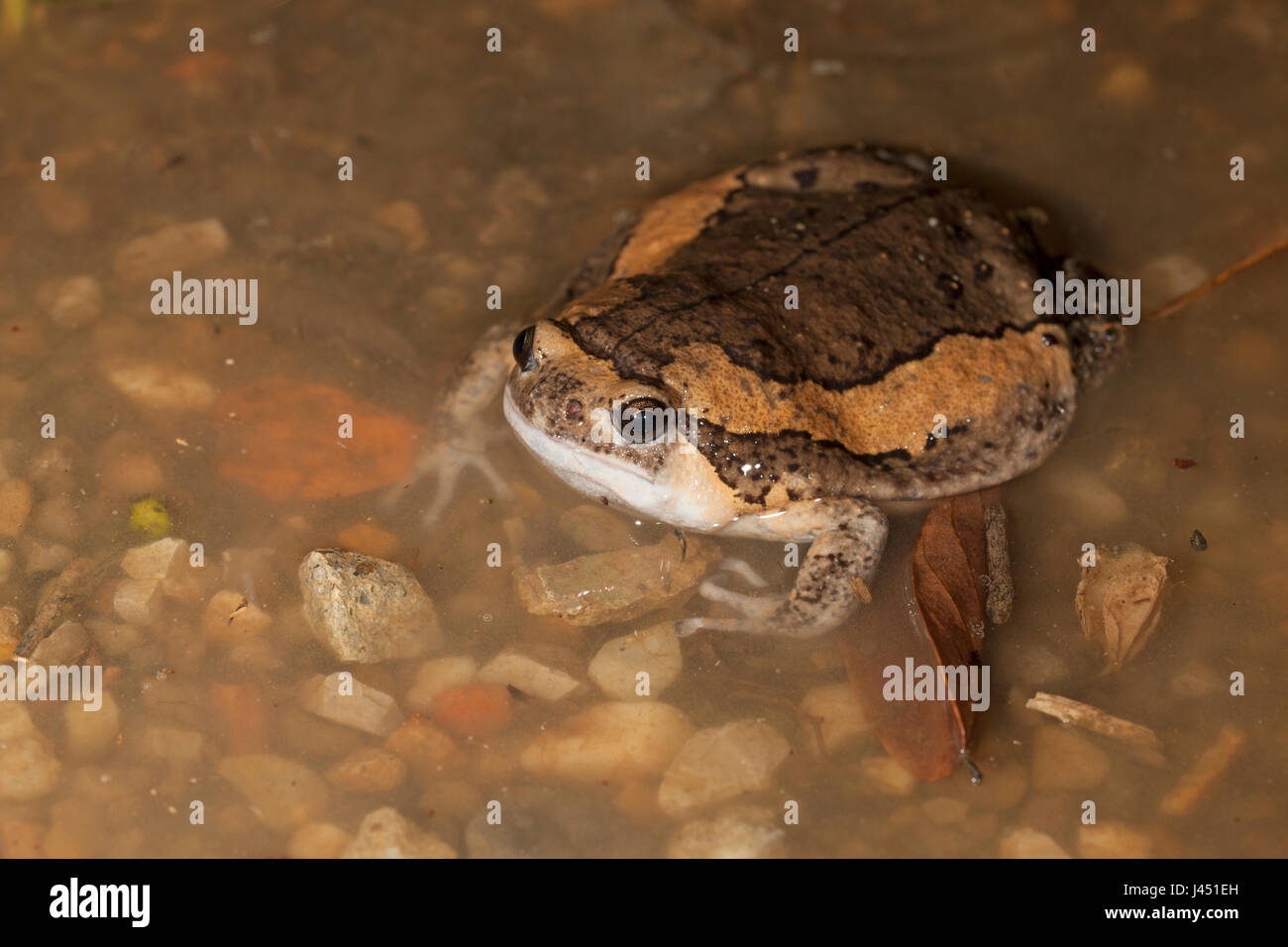 Asian painted frog in the water Stock Photo - Alamy