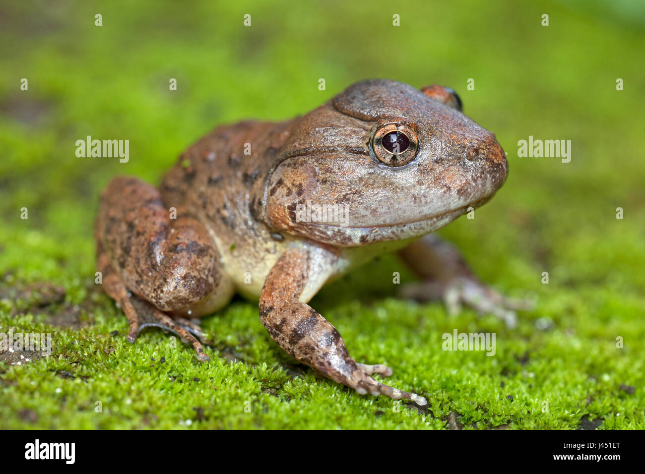Gyldenstolpes frog hi-res stock photography and images - Alamy