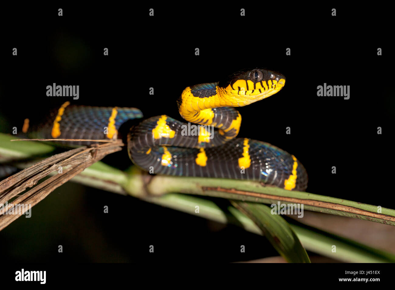 Night snake hi-res stock photography and images - Alamy