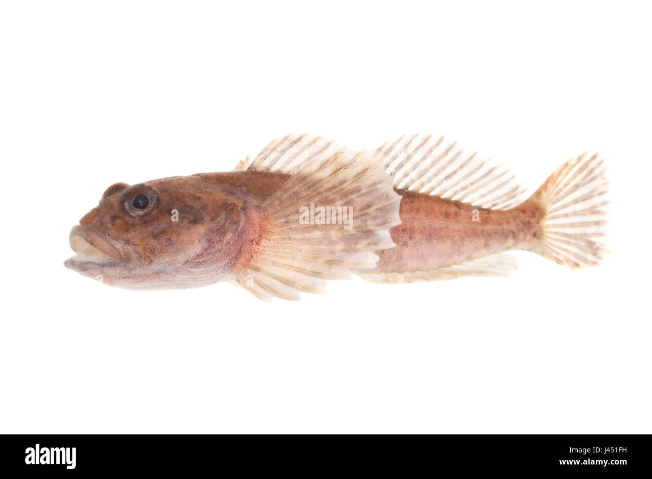 White bullhead hi-res stock photography and images - Alamy